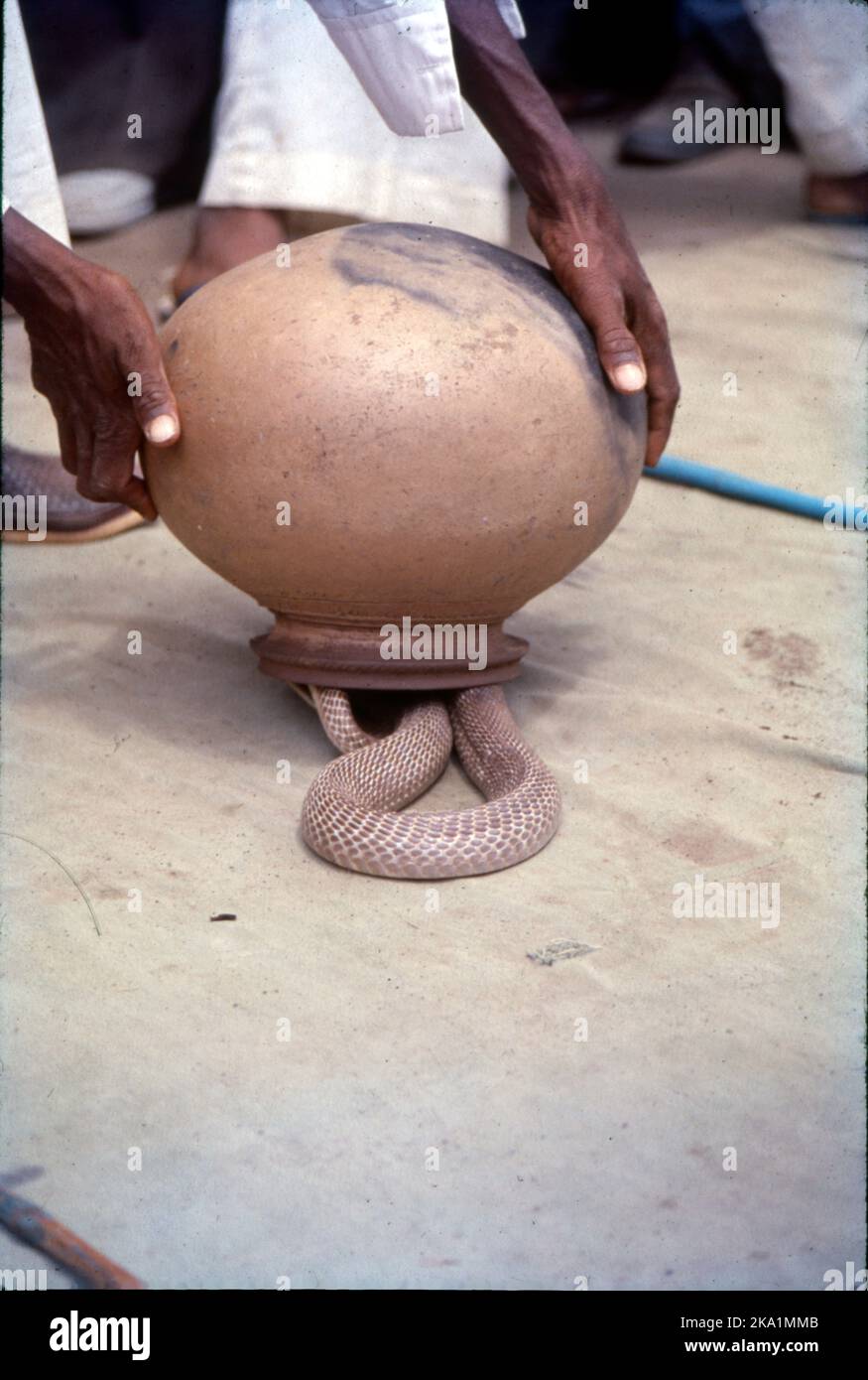 Battis shirala hi-res stock photography and images - Alamy