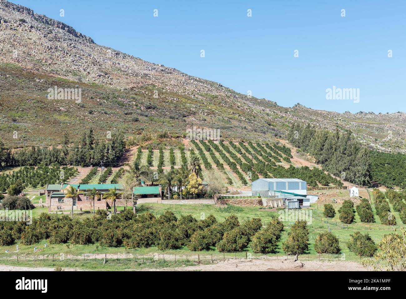 Citrus farm hi-res stock photography and images - Alamy