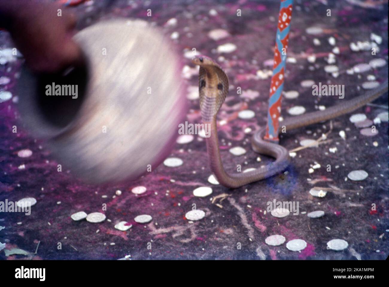 Nag Panchami Festival At Battis Shirala Village:- Shirala Village is in ...