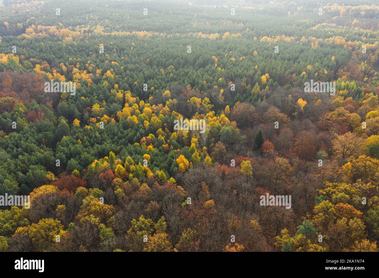 A vast plain covered with a mixed, coniferous deciduous forest. It is ...
