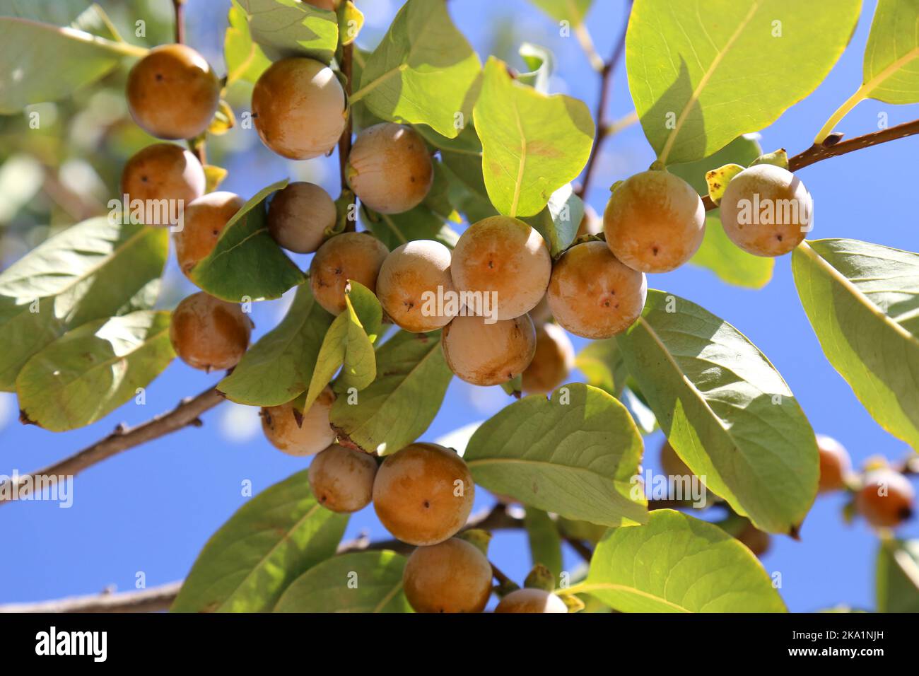 Diospyros lotus, Date-plum, Ebenaceae. A wild plant shot in the fall ...