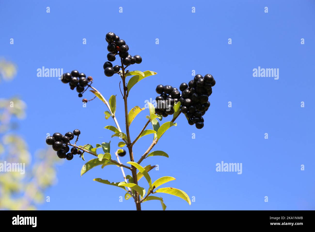 Ligustrum vulgare, Common Privet, Oleaceae. A wild plant shot in the ...