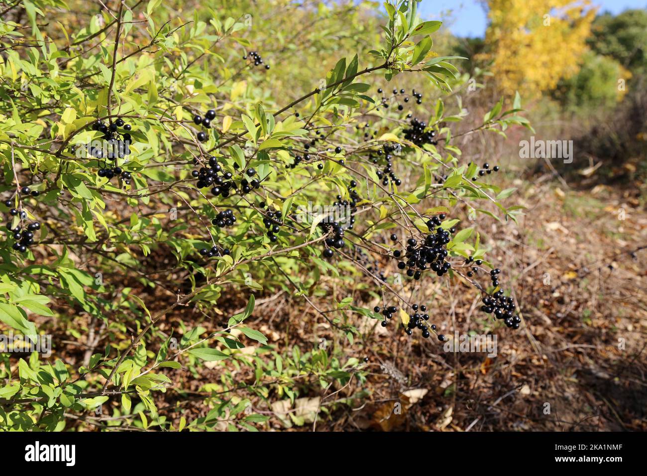 Ligustrum vulgare, Common Privet, Oleaceae. A wild plant shot in the ...
