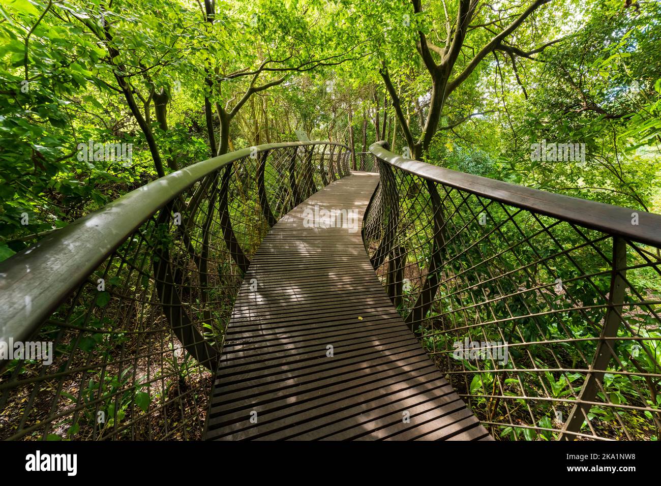 The Boomslang Aerial Walkway through the tree canopy at Kirstenbosch ...
