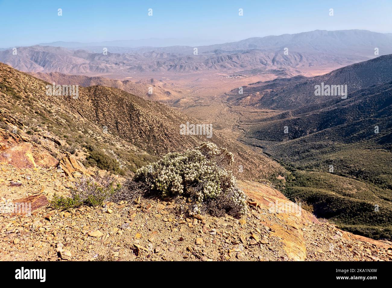 Cactus flowers and the Anza Borrego desert on the Pacific Crest Trail ...