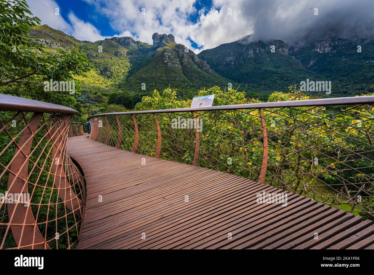 The Boomslang Aerial Walkway through the tree canopy at Kirstenbosch ...
