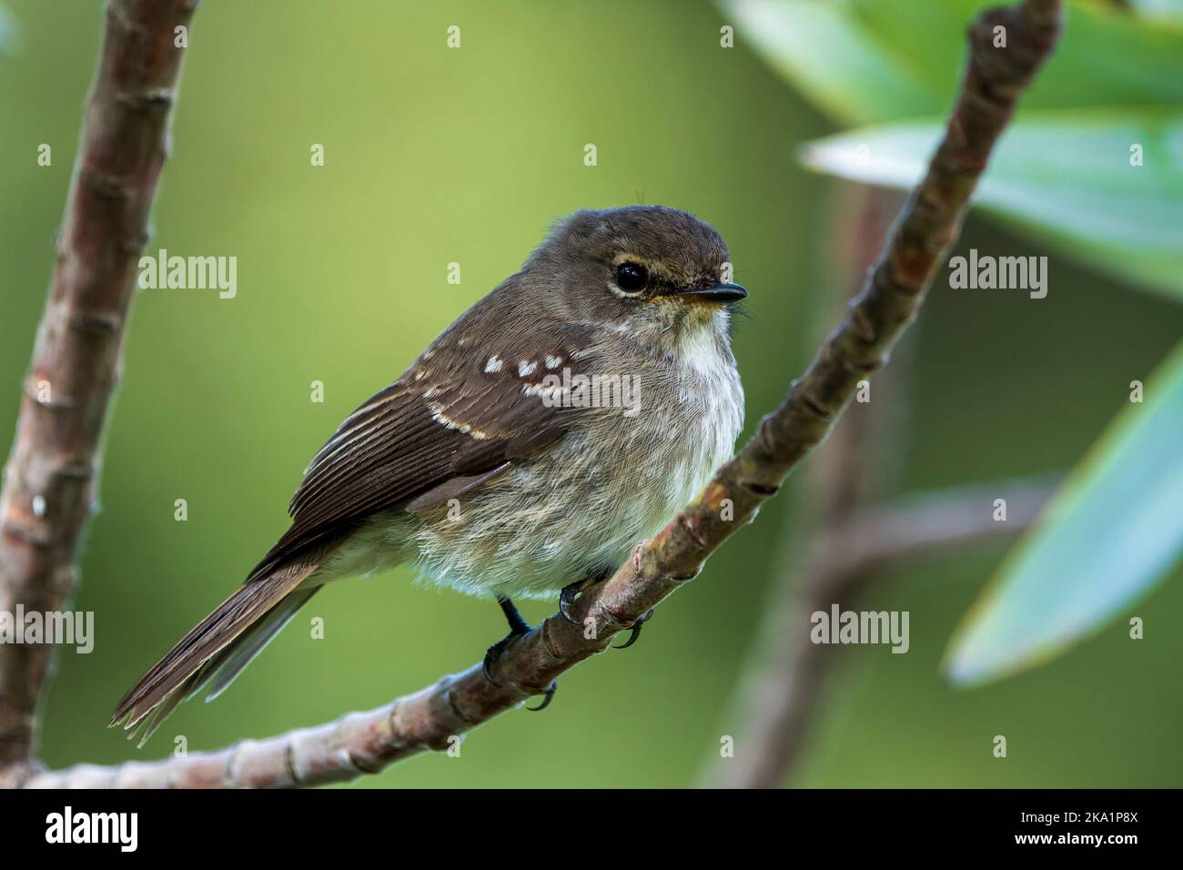 African dusky flycatcher (Muscicapa adusta) perched on a tree branch ...