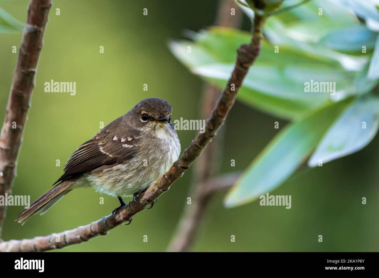 African dusky flycatcher (Muscicapa adusta) perched on a tree branch ...