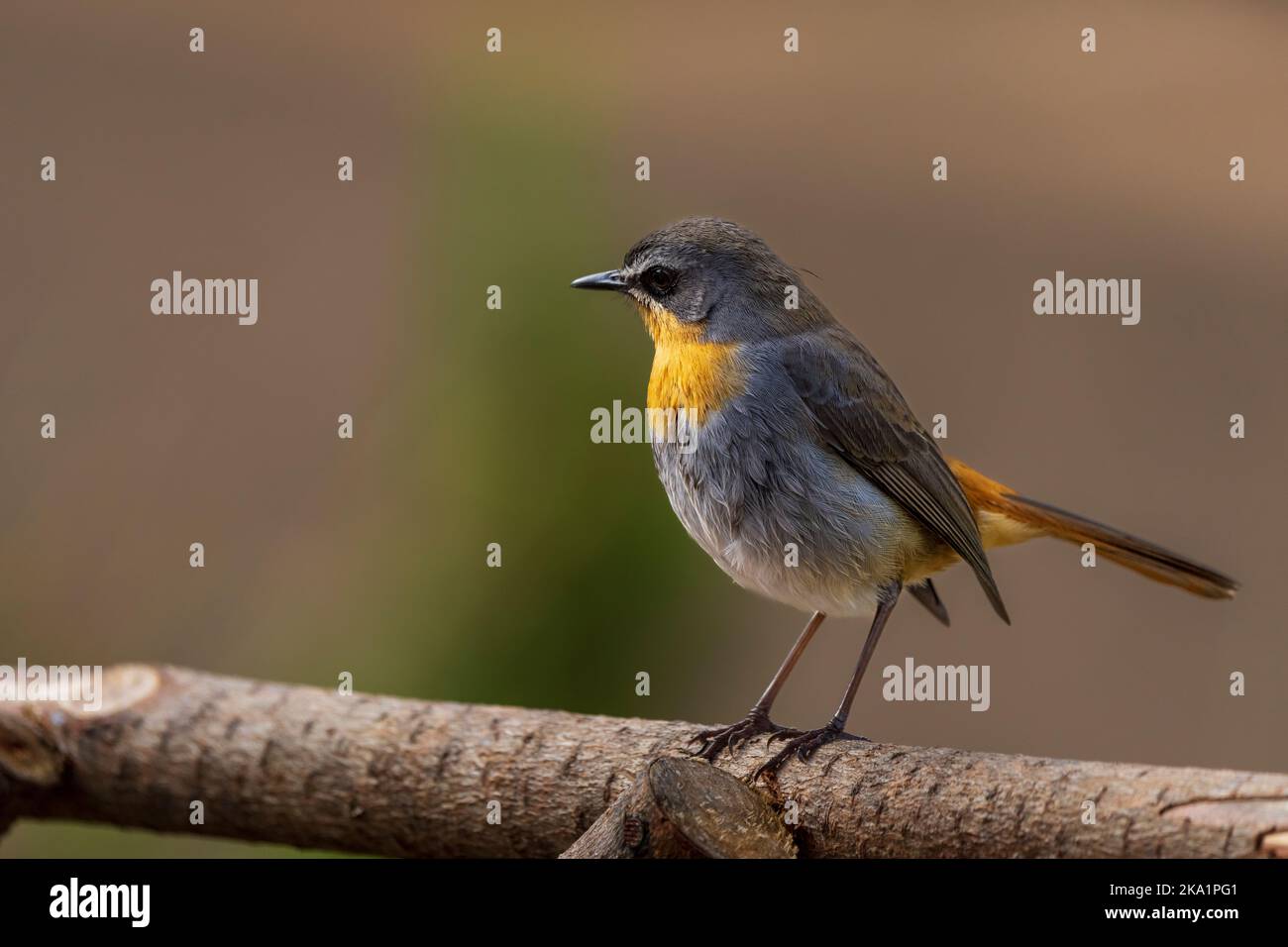 Cape robin-chat (Cossypha caffra). Cape Town. Western Cape. South ...