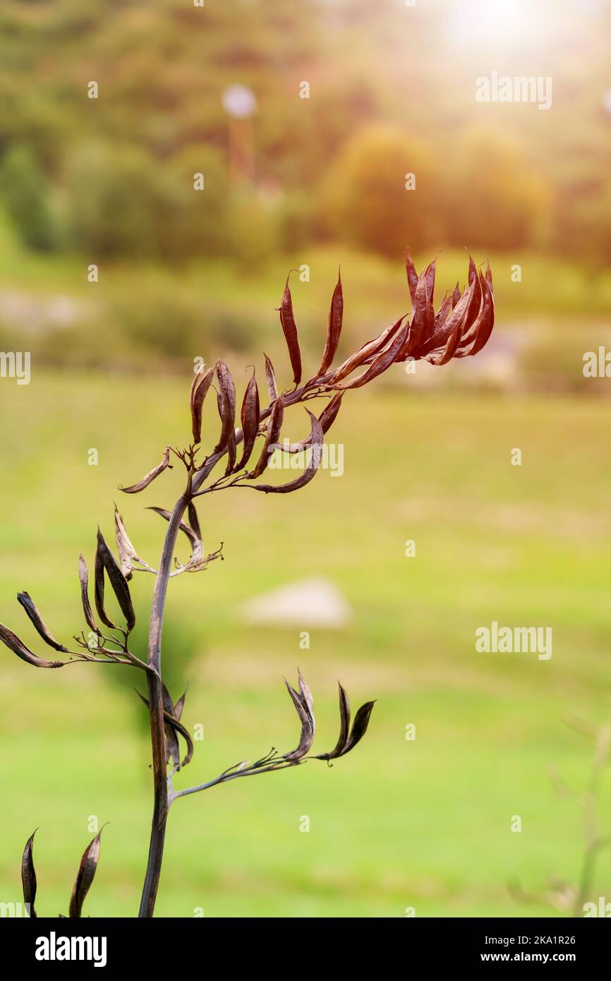 Burnt withered shoots of a wild flower close-up on a background of ...