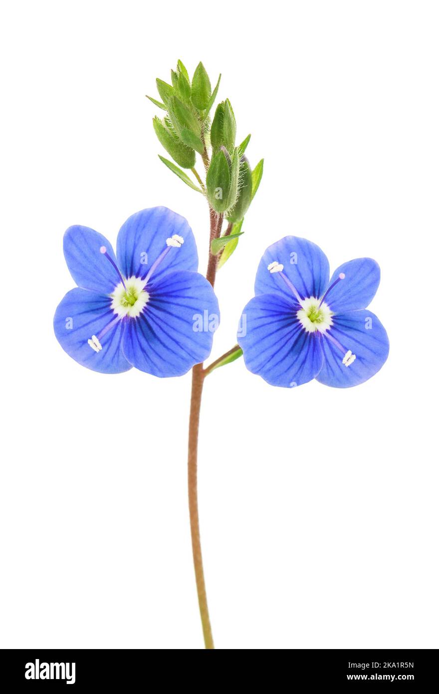 Speedwell flowers isolated on white background Stock Photo - Alamy