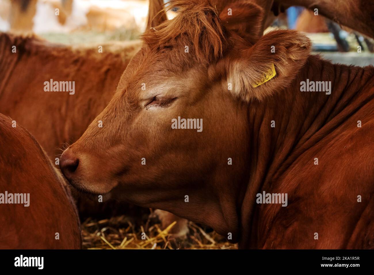 Limousin cattle on dairy farm, brown female cow headshot portrait with ...