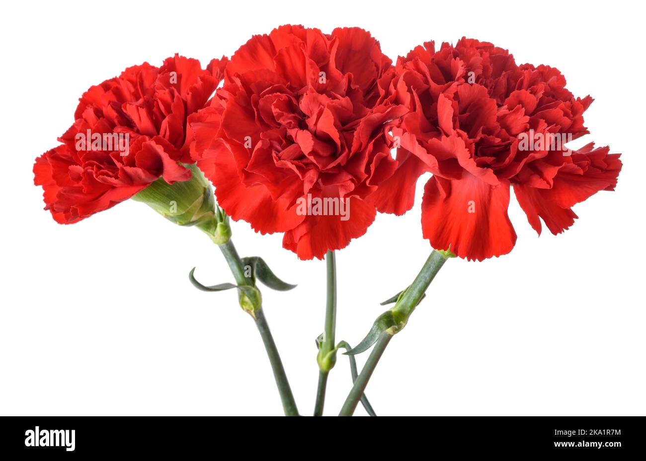 Red Carnations flowers isolated on white background Stock Photo - Alamy