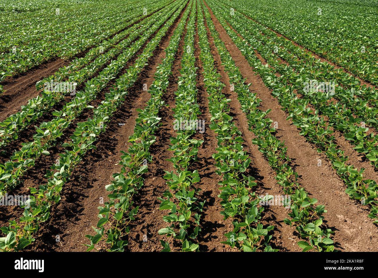 Young green soybean crop seedling plants in cultivated perfectly clean ...