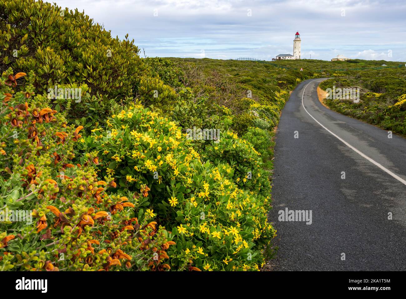 Wild flowers and the road to Danger Point Lighthouse on the southern ...