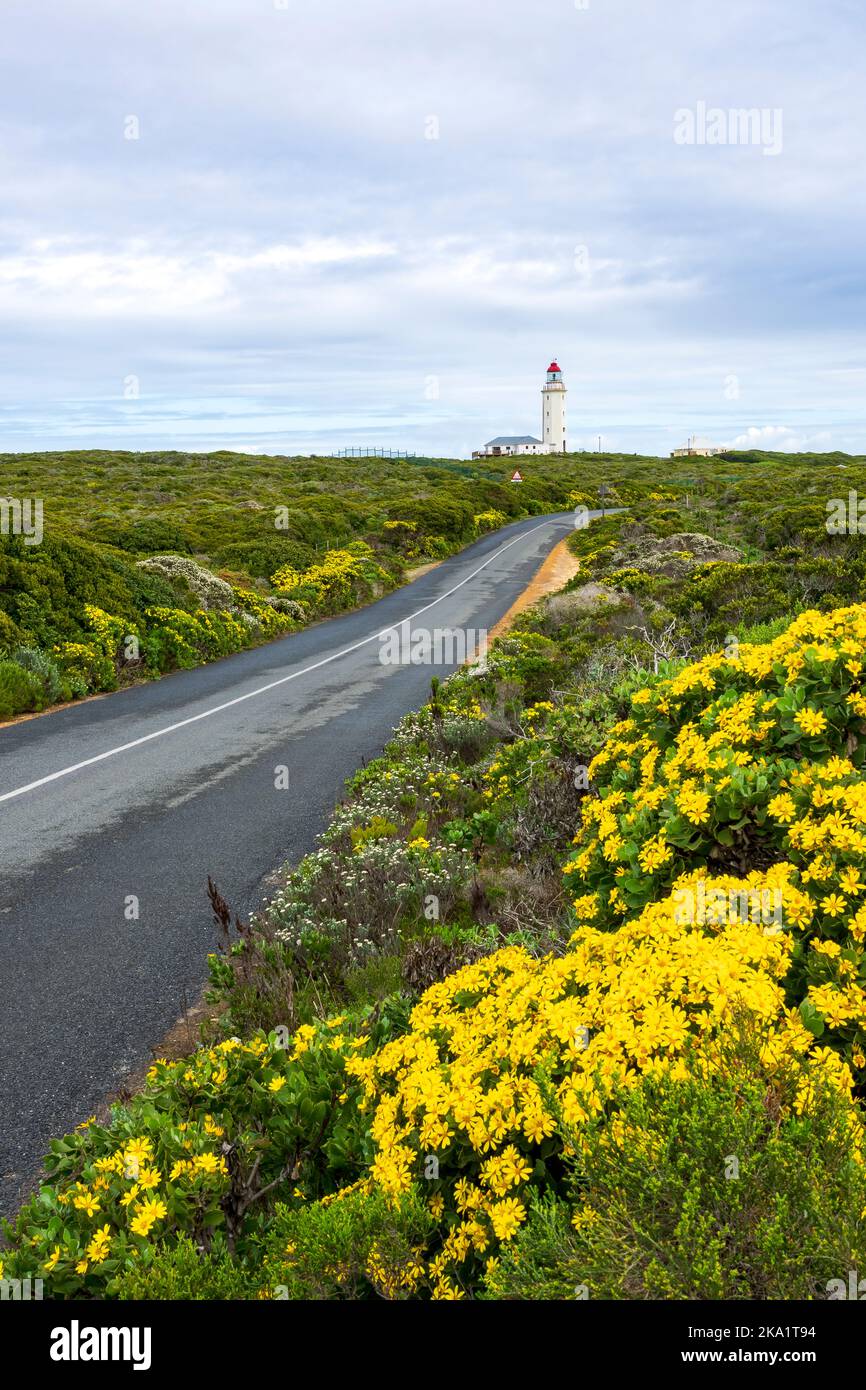 Wild flowers and the road to Danger Point Lighthouse on the southern ...