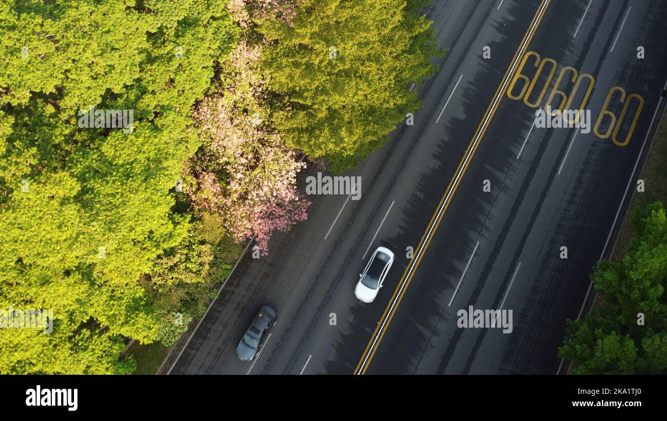Aerial photos show that in late autumn, the beautiful floss silk trees ...