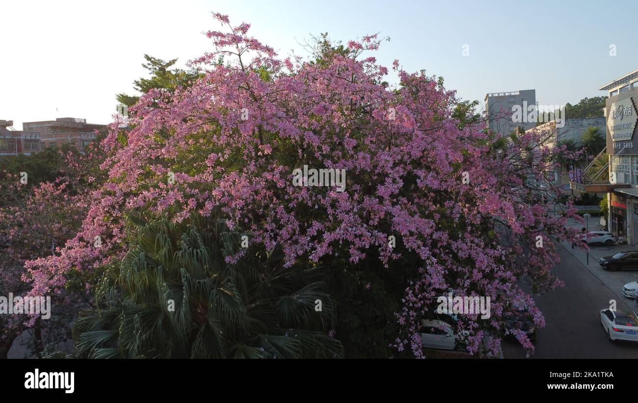 Aerial photos show that in late autumn, the beautiful floss silk trees ...