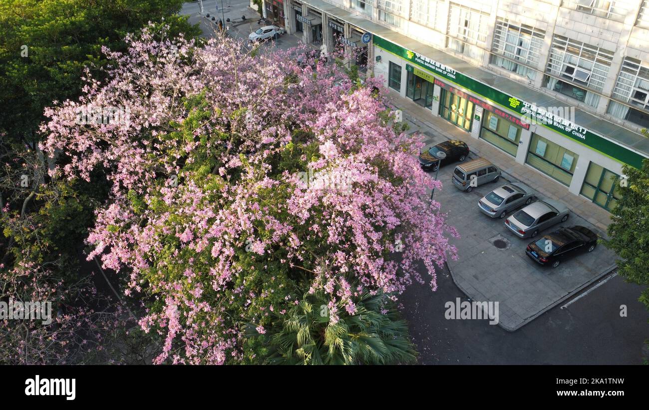 Aerial photos show that in late autumn, the beautiful floss silk trees ...