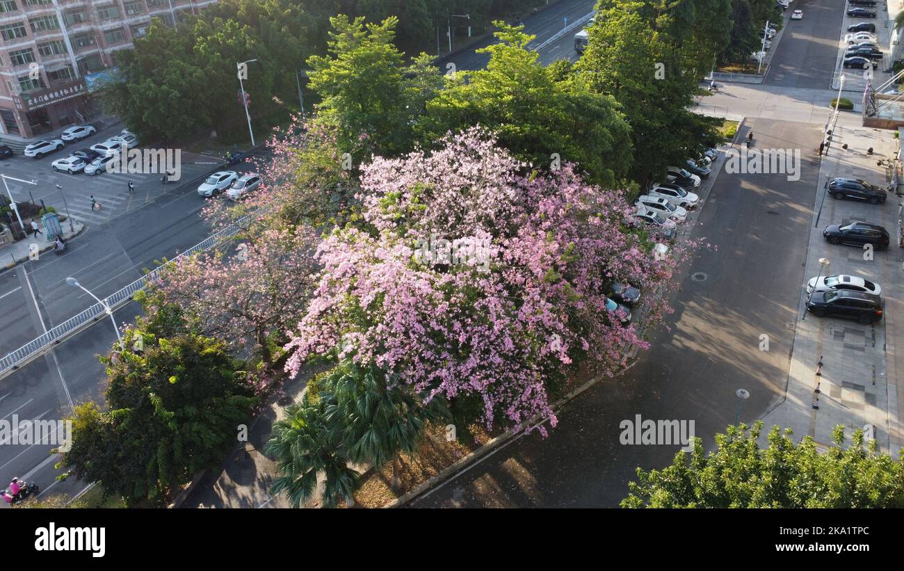 Aerial photos show that in late autumn, the beautiful floss silk trees ...