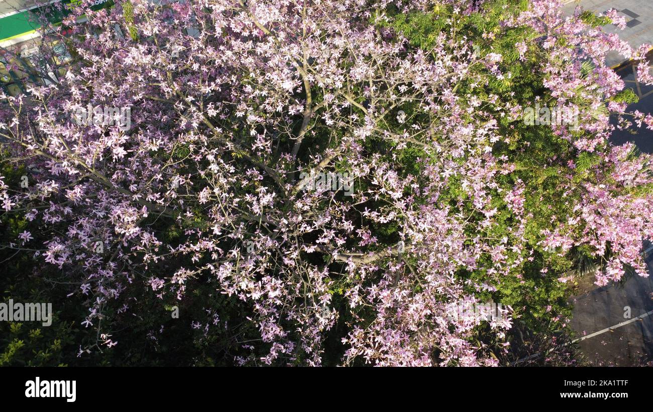 Aerial photos show that in late autumn, the beautiful floss silk trees ...