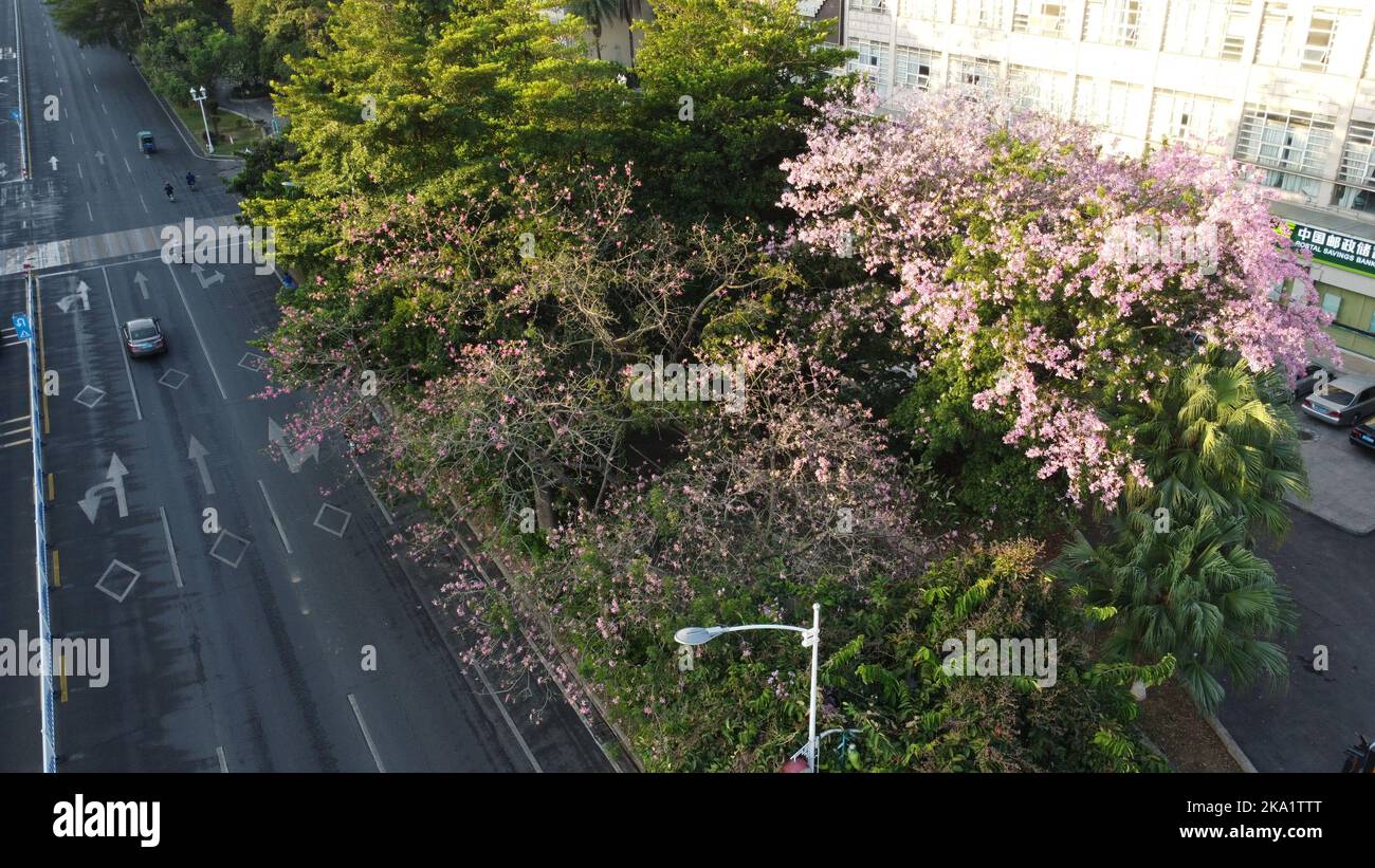 Aerial photos show that in late autumn, the beautiful floss silk trees ...