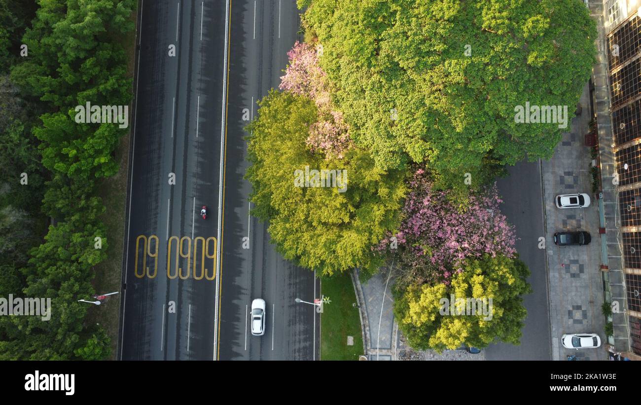 Aerial photos show that in late autumn, the beautiful floss silk trees ...