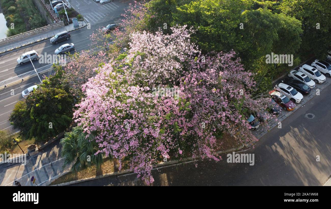 Aerial photos show that in late autumn, the beautiful floss silk trees ...