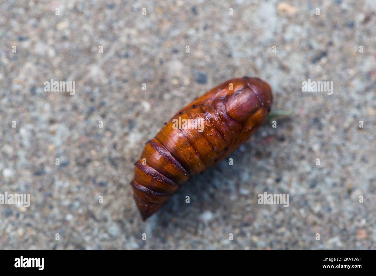 Pupa moth from the family owlet moths Noctuidae. Caterpillars of this ...