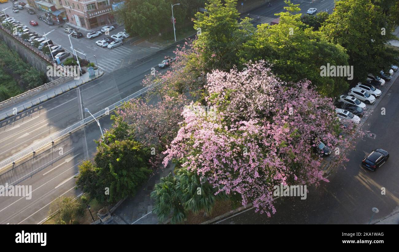 Aerial photos show that in late autumn, the beautiful floss silk trees ...