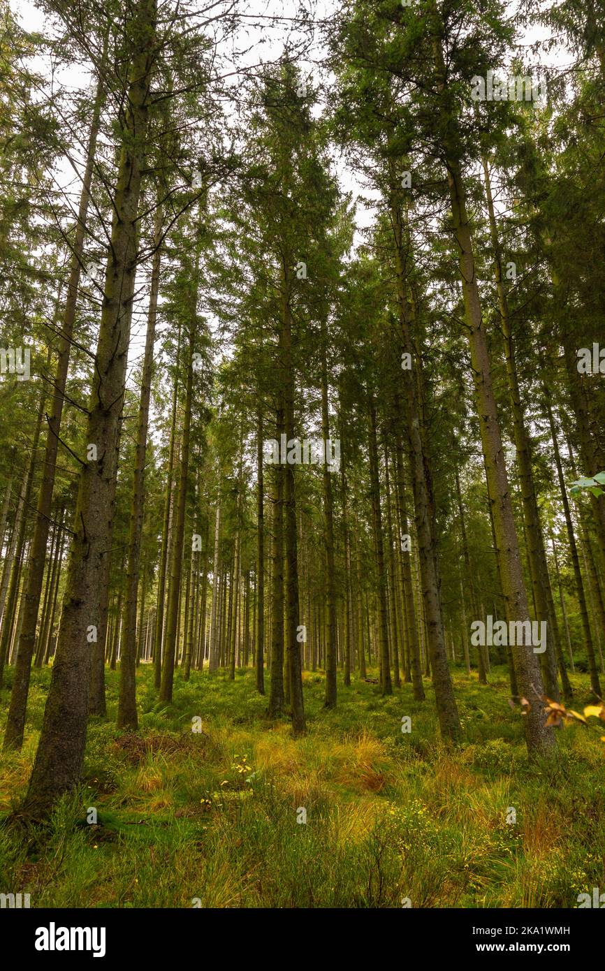 A hiking path in the forest covered with coloured leaves creating a ...