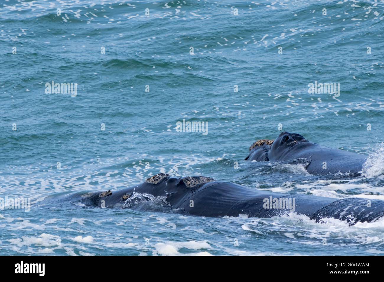 Southern right whale (Eubalaena australis) adult and calf showing ...