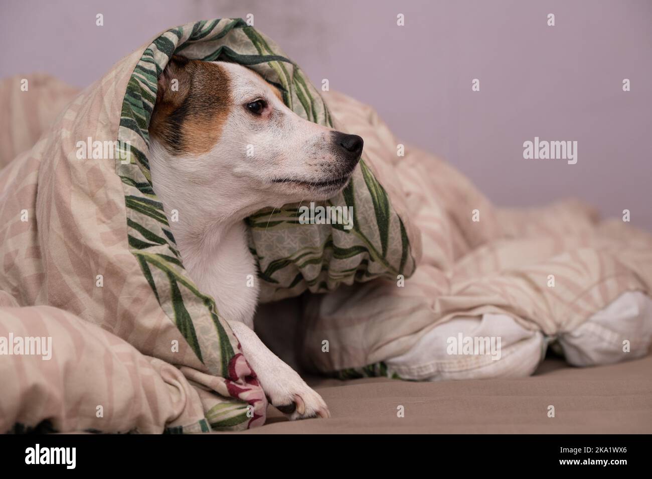 Candid dog shot hi-res stock photography and images - Alamy