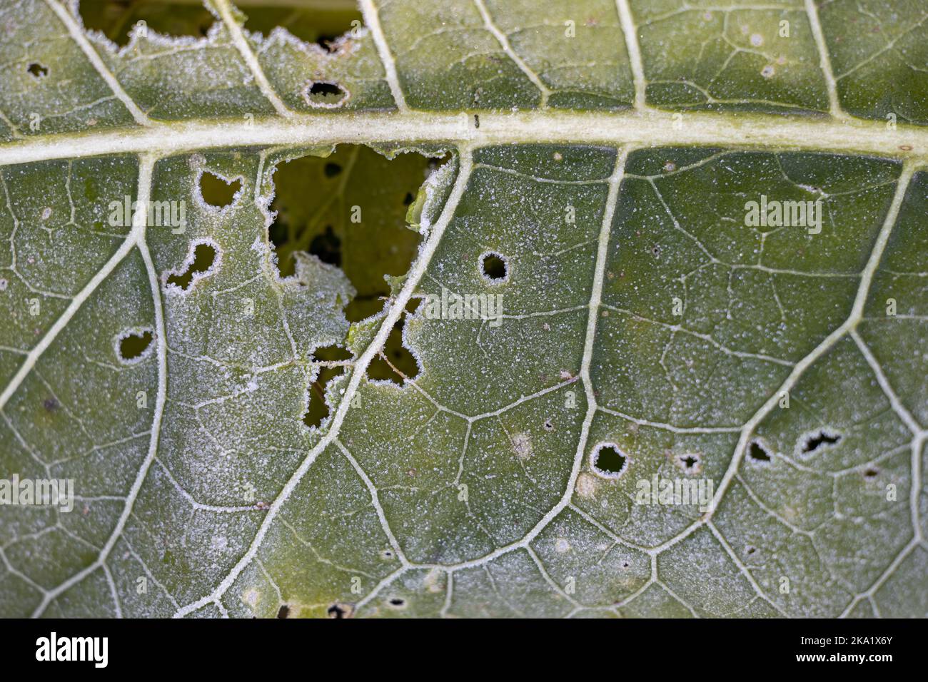 Fragment of lettuce leaf covered with frost. leaf covered with frost ...
