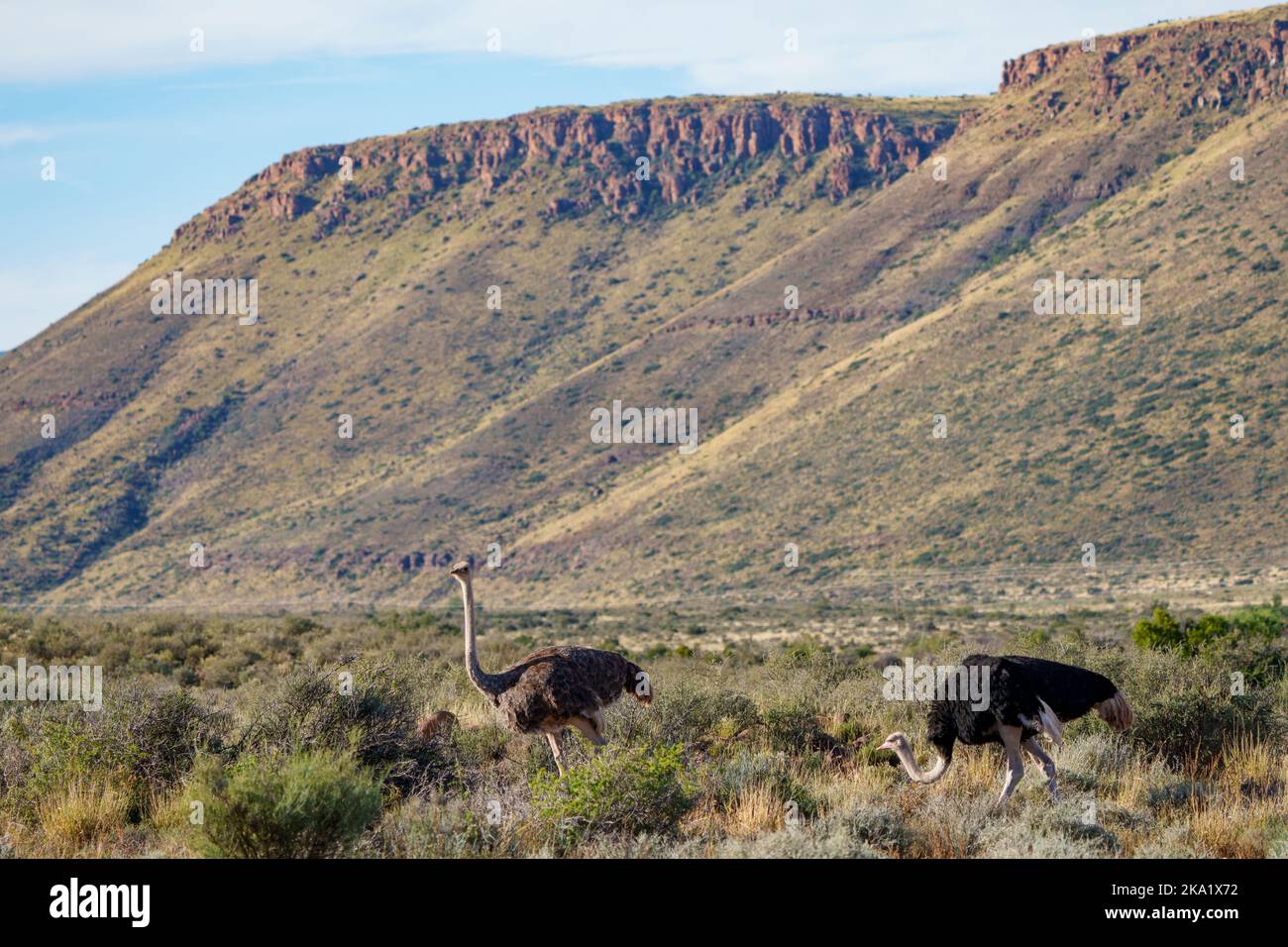 Ostrich (struthio camelus) male and female in typical habitat. Karoo ...