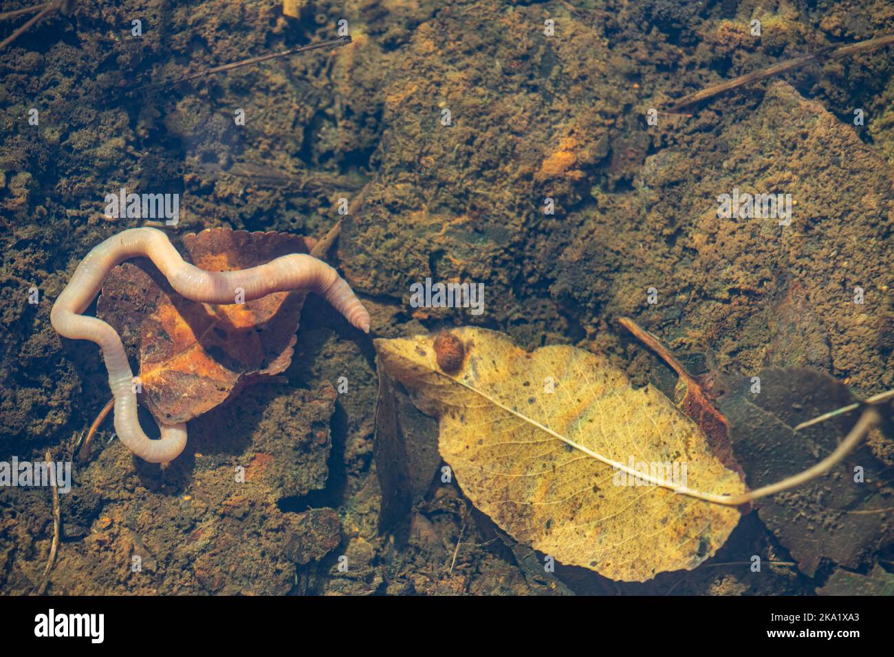 earthworm at the bottom of a puddle. worm underwater Stock Photo - Alamy