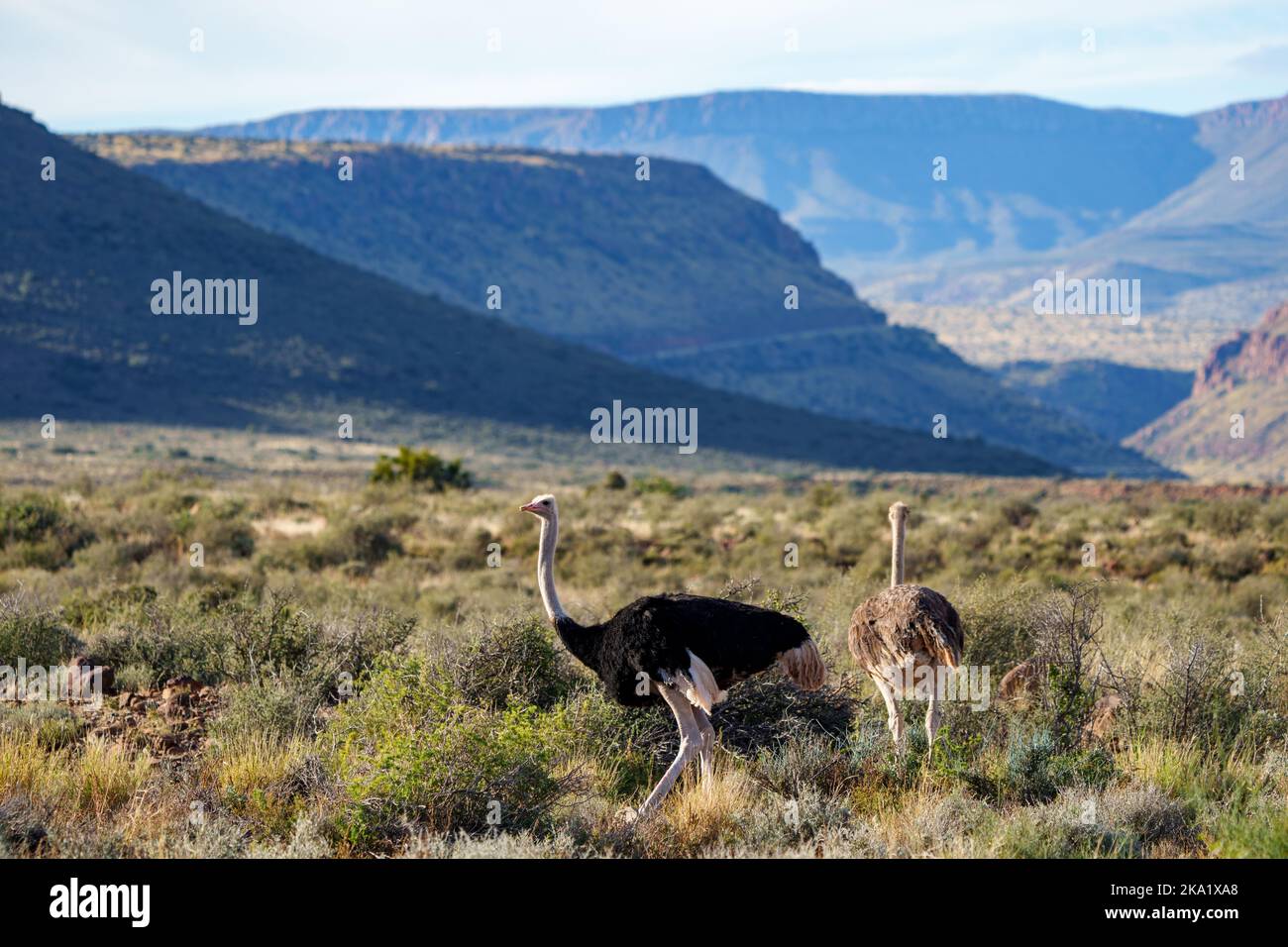 Ostrich (struthio camelus) male and female in typical habitat. Karoo ...