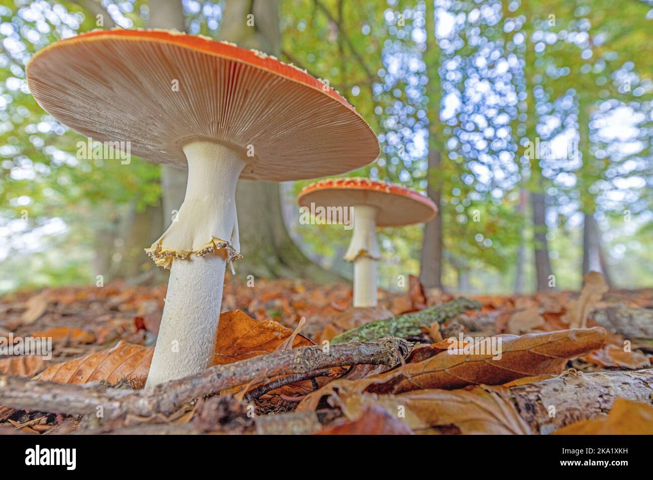 Close up of a toadstool on a leaf covered forest floor during the day ...