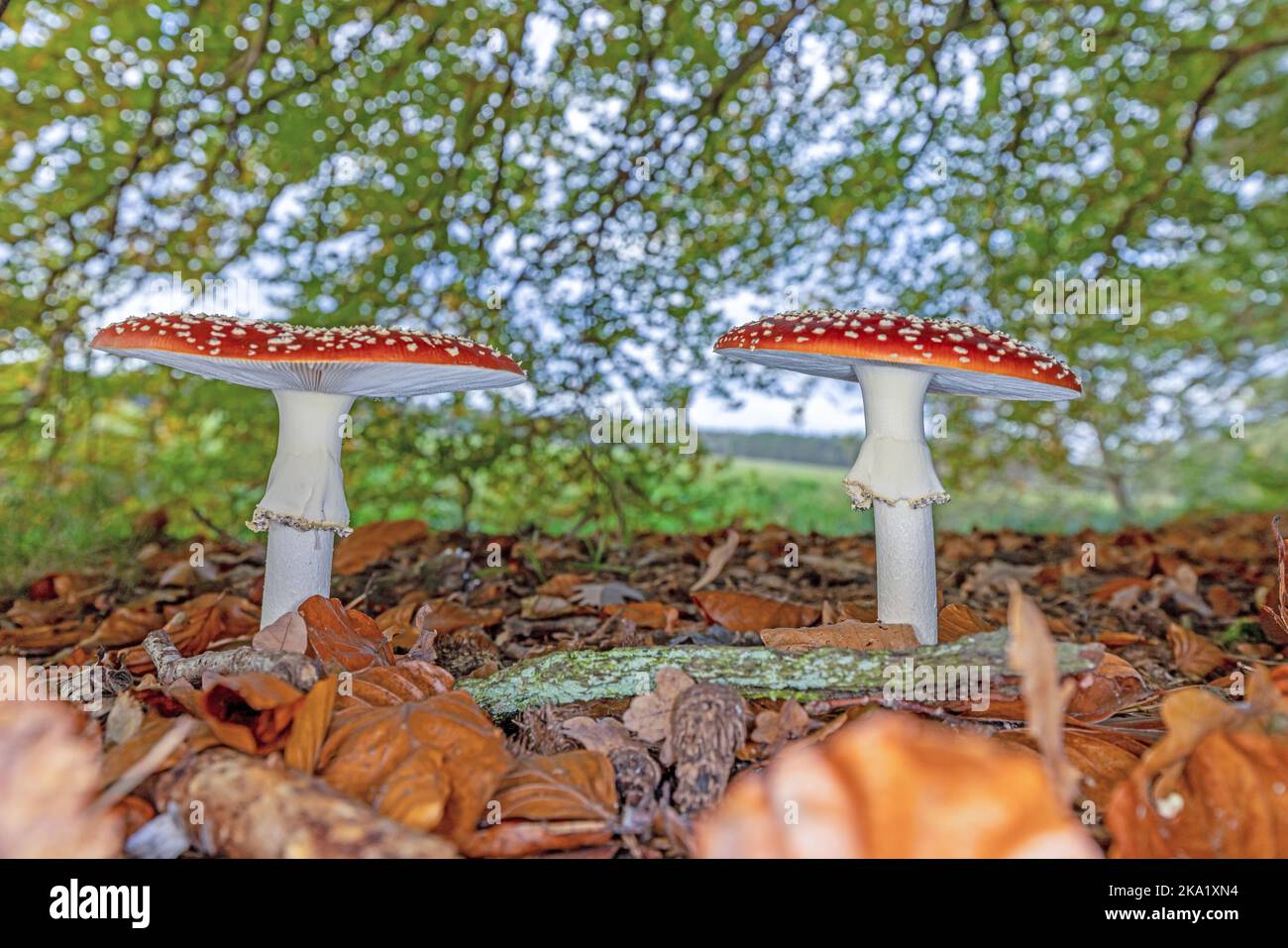 Close up of a toadstool on a leaf covered forest floor during the day ...