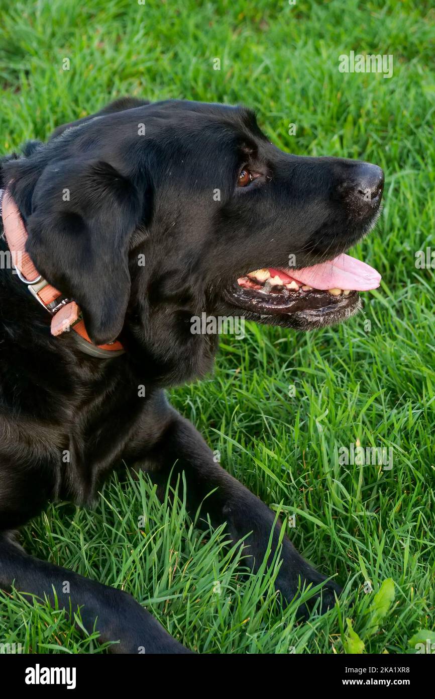 Black golden retriever, Lille, Nord, Hauts-de-France, France Stock ...