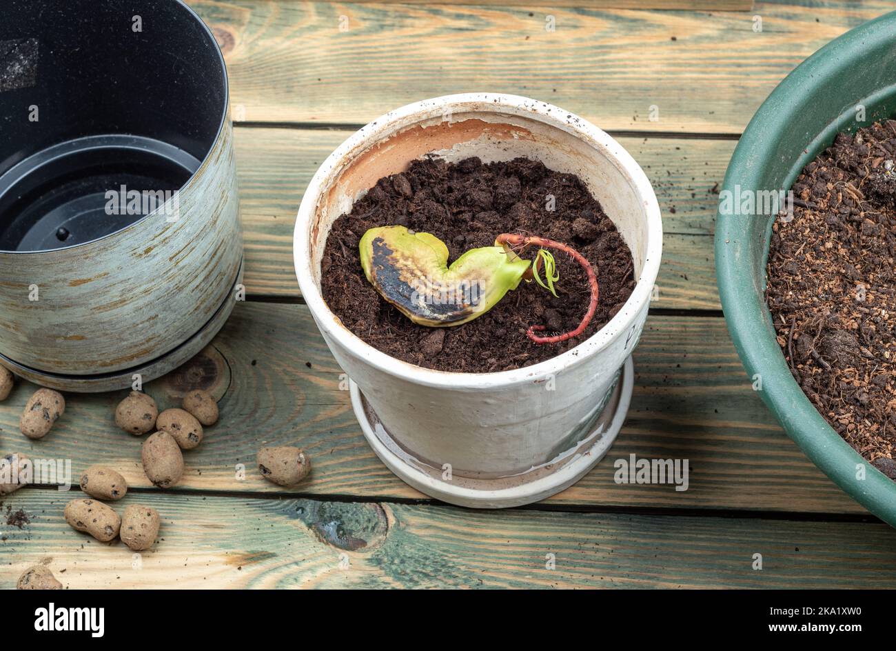 Sprouted mango seed in a flower pot for transplanting Stock Photo - Alamy