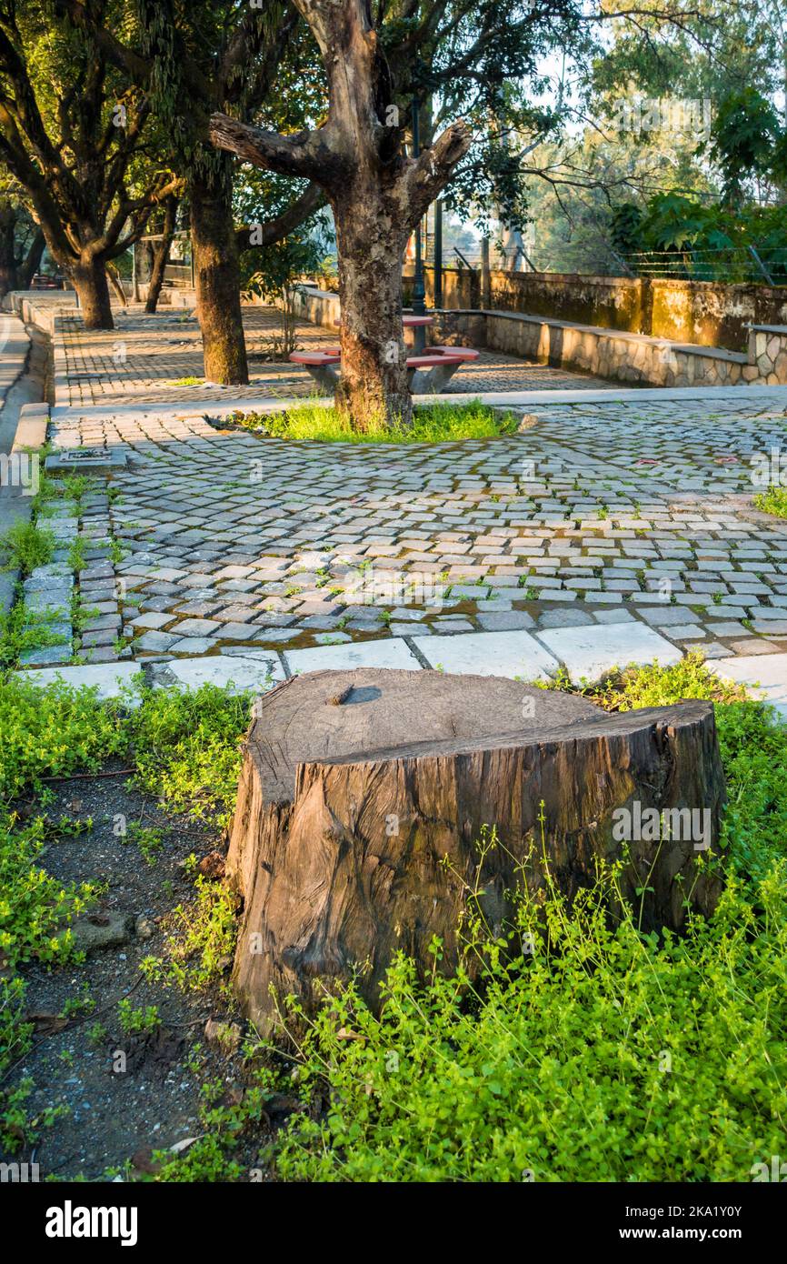 Tree stump. After a tree has been cut and felled, the stump left on a ...