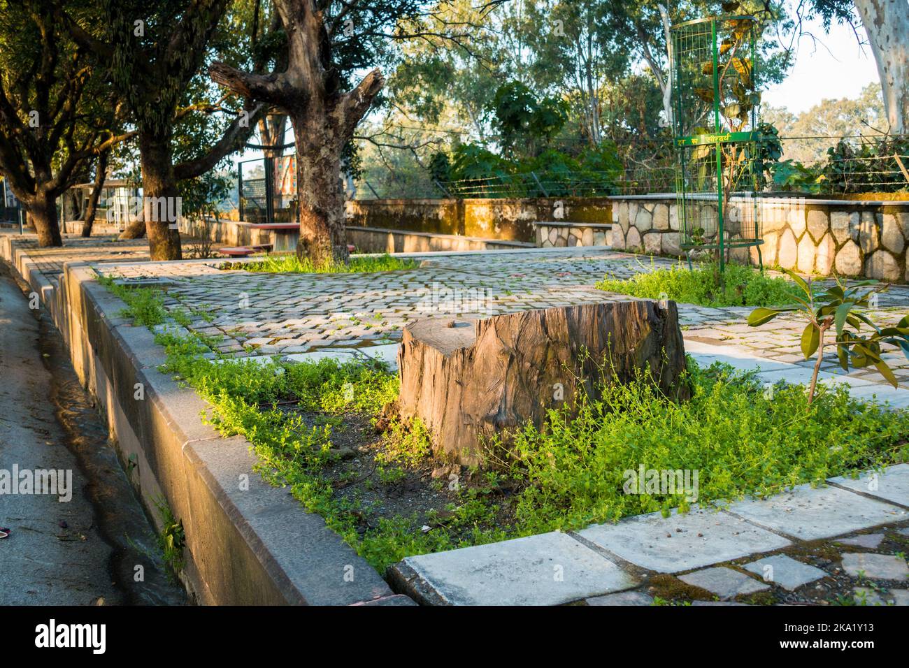 Tree stump. After a tree has been cut and felled, the stump left on a ...