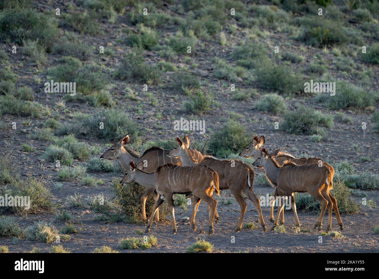 Greater kudu or kudoo (Tragelaphus strepsiceros) herd. Karoo Beaufort ...