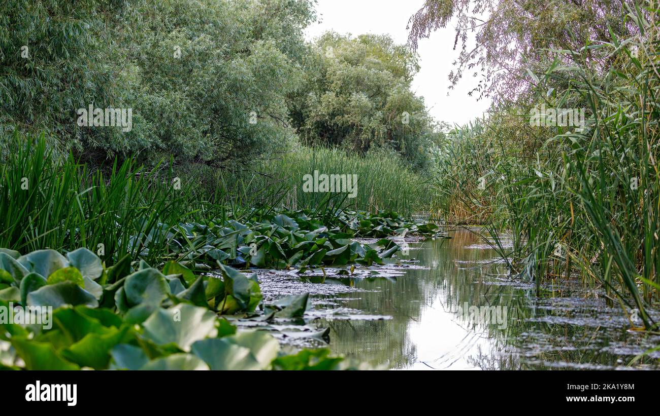 The swamps and wilderness of the Danube Delta in Romania Stock Photo ...
