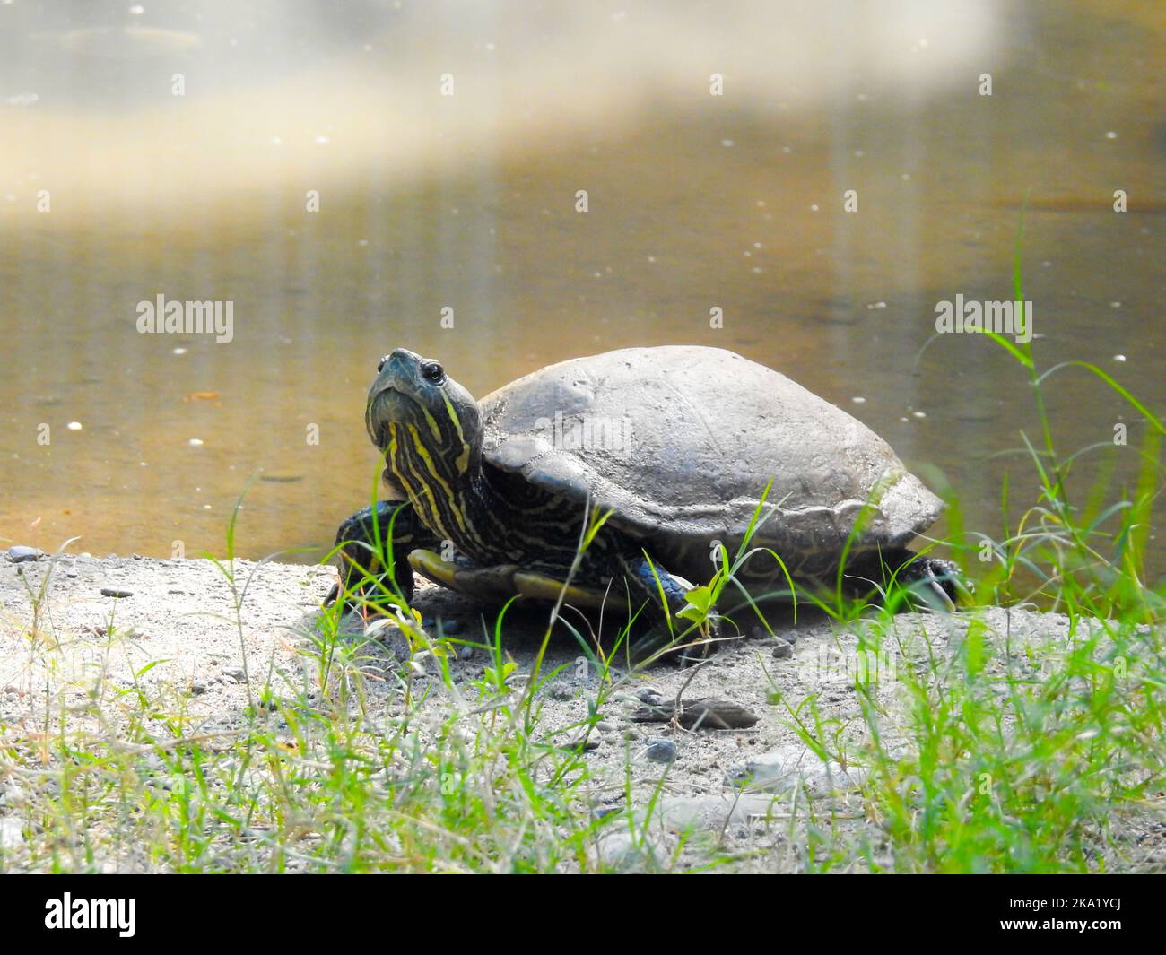 August 18th 2018, dehradun City Uttarakhand India. A tortoise looking ...