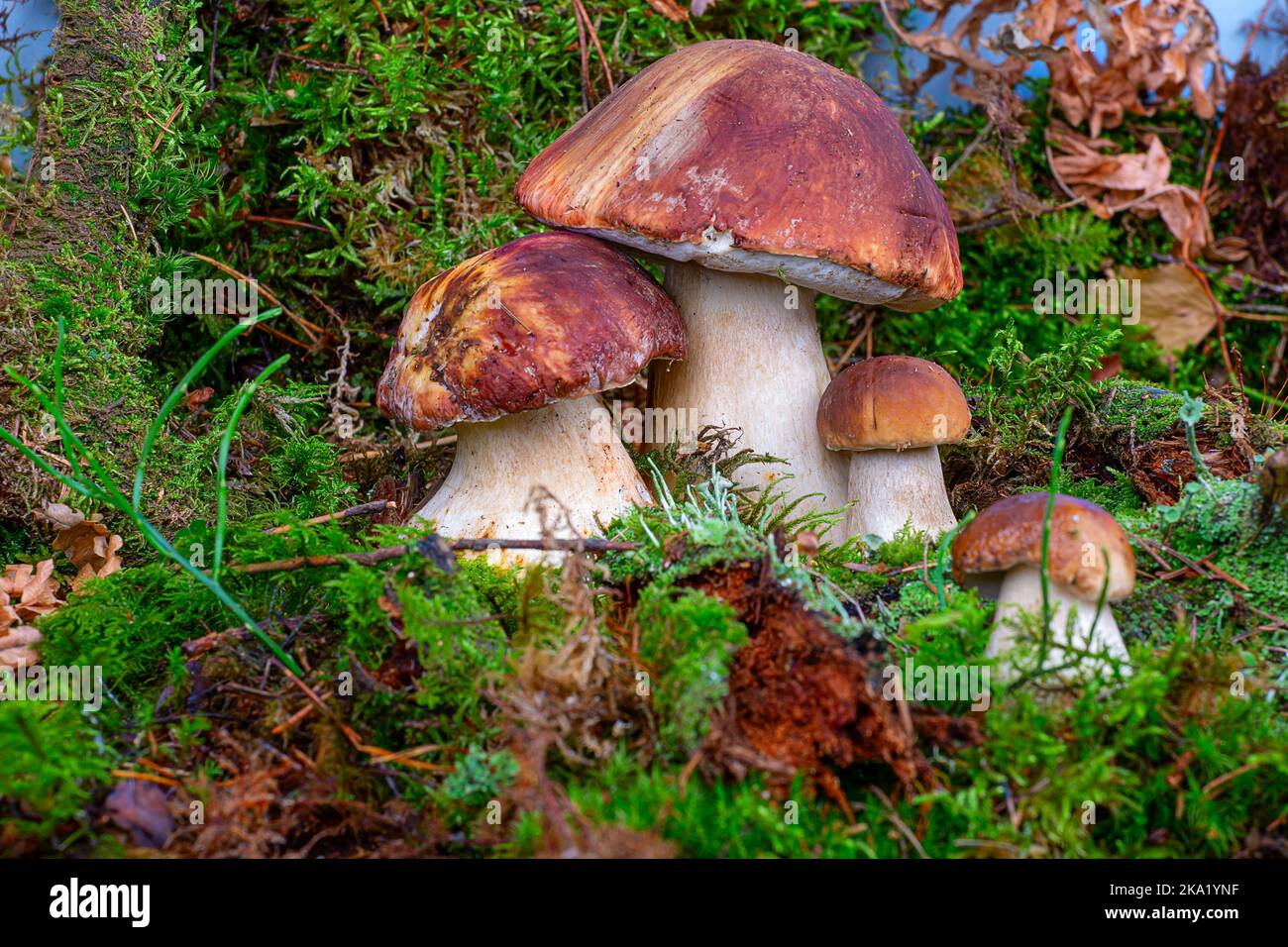 Boletus edulis. Boletus in the forest. A family of porcini mushrooms in ...