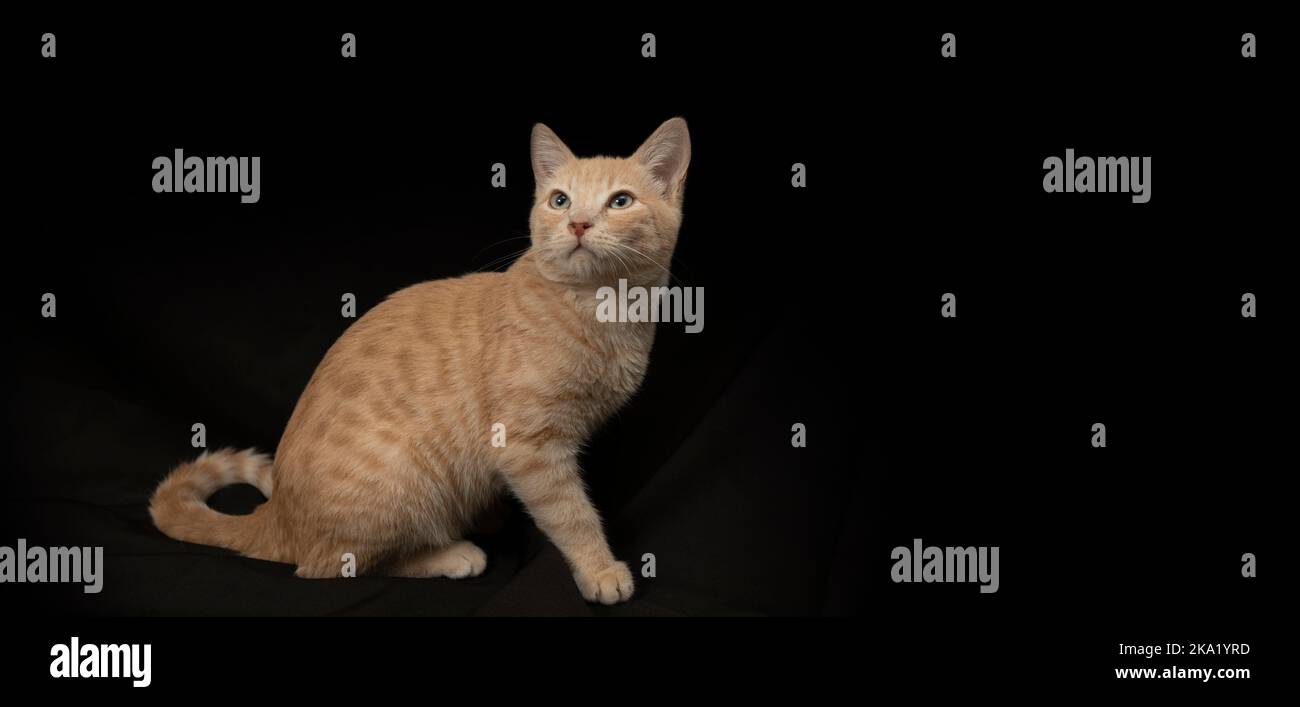 Small light yellow tabby cat sitting on its hind legs seen in profile ...