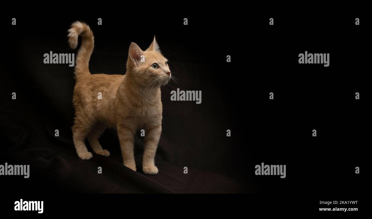 Small light yellow tabby cat standing on all 4 legs with tail up ...