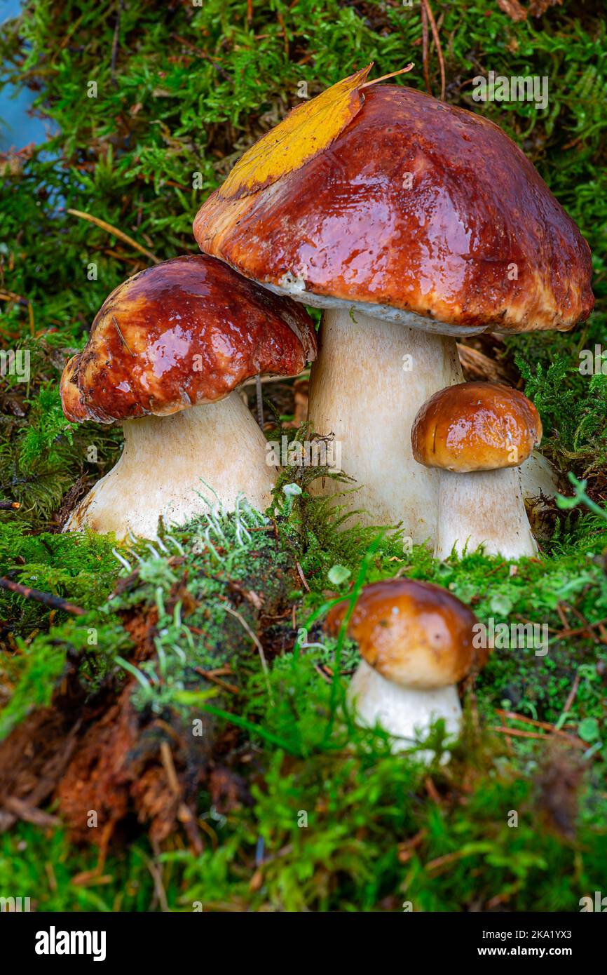 Boletus edulis. Boletus in the forest. A family of porcini mushrooms in ...